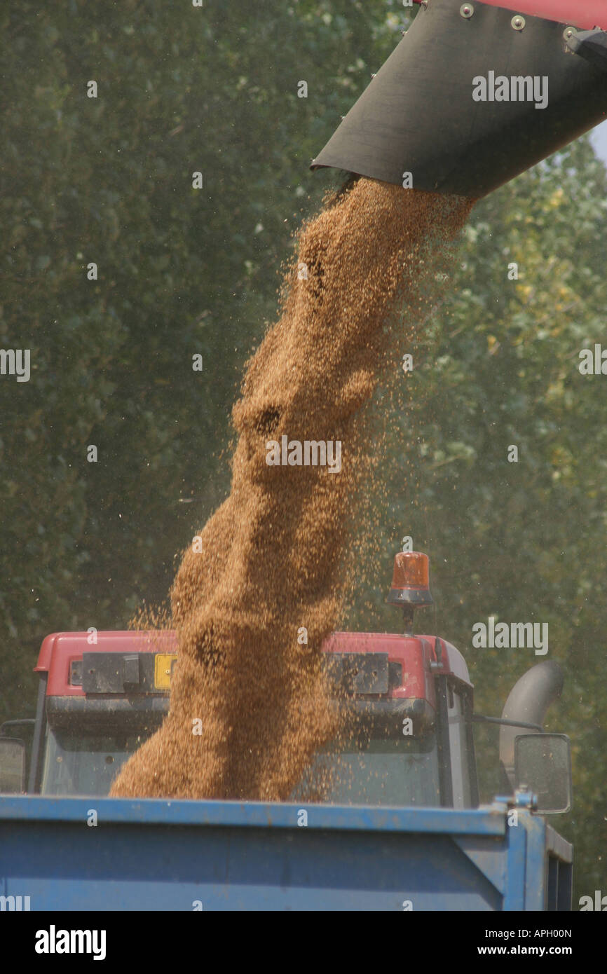 wheat grains loading tipping lorry hopper harvest Stock Photo - Alamy