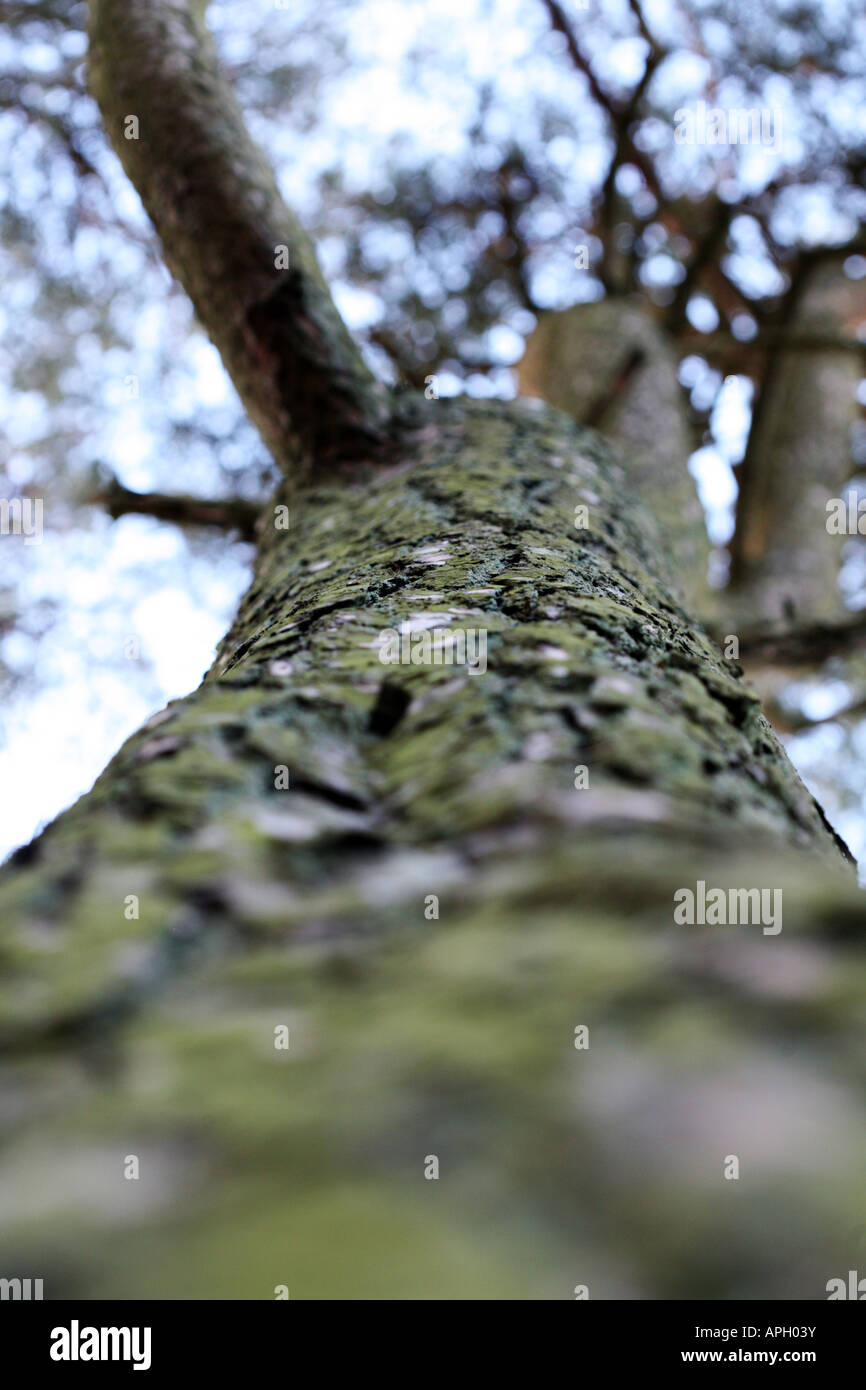 Looking up a tree trunk Stock Photo - Alamy