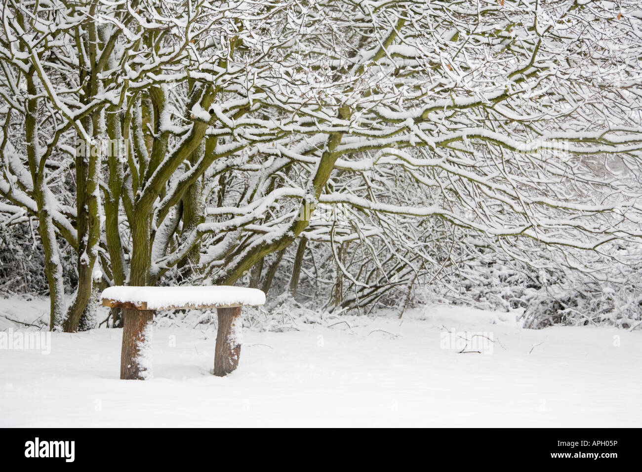 Snow covered bench in a woodland park Stock Photo - Alamy