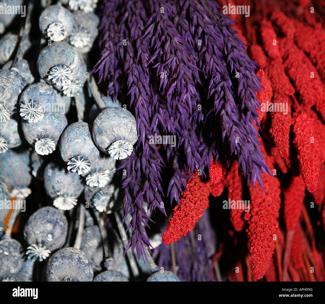 Red poppy heads hi-res stock photography and images - Alamy