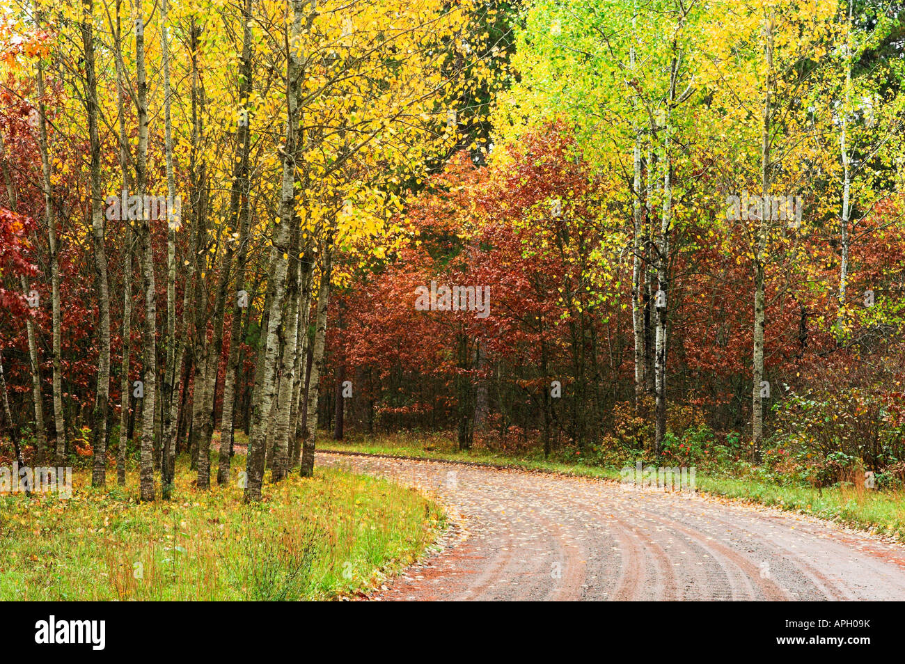 A gravel road winds through the colorful autumn forest of St Croix ...