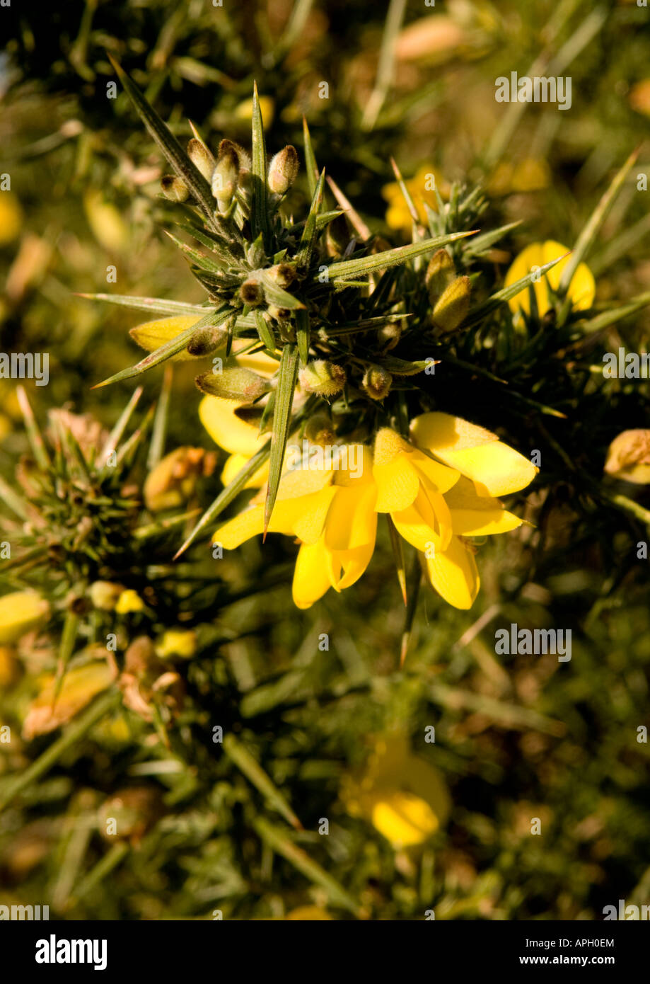 Spike of gorse with bright yellow flowers Stock Photo - Alamy