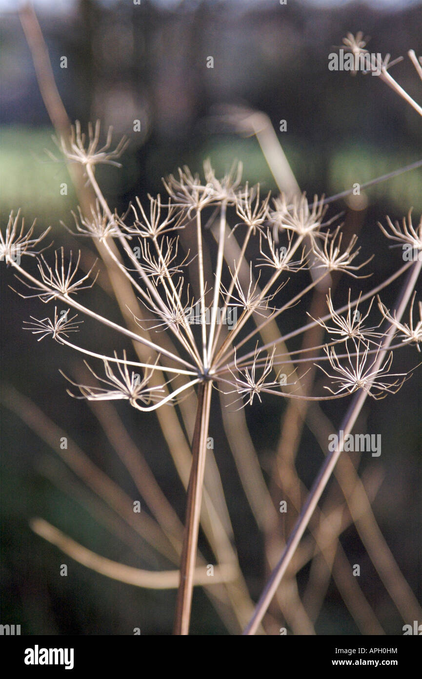 Roadside weeds hi-res stock photography and images - Alamy