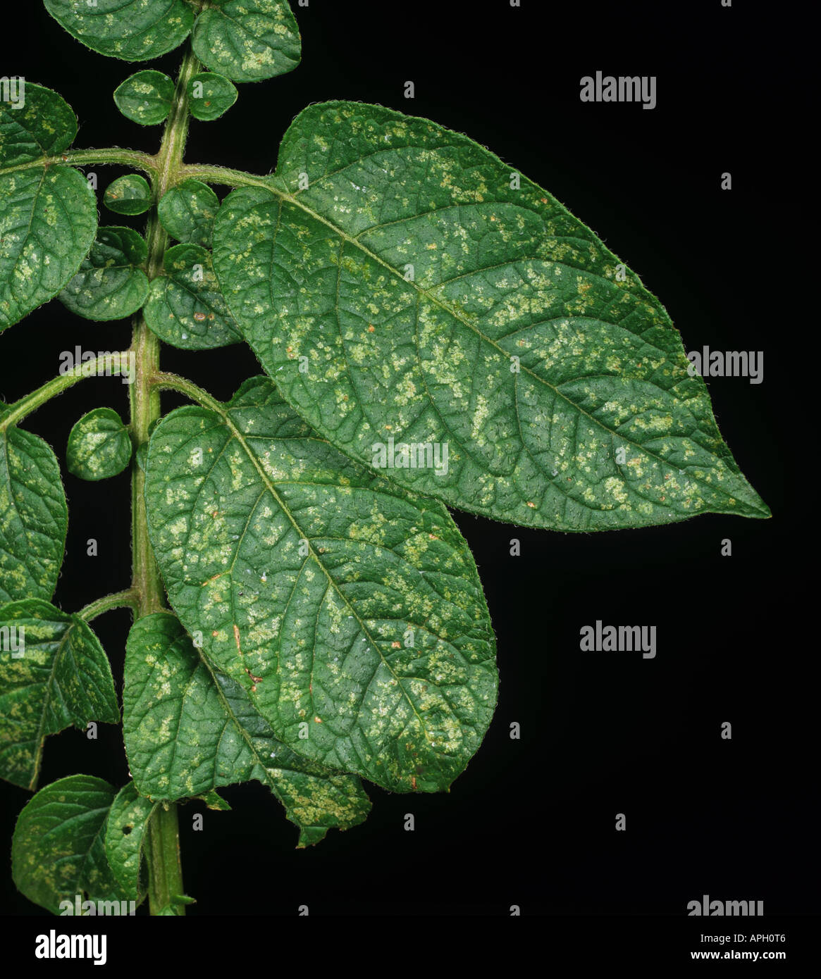 Potato leafhopper hi-res stock photography and images - Alamy