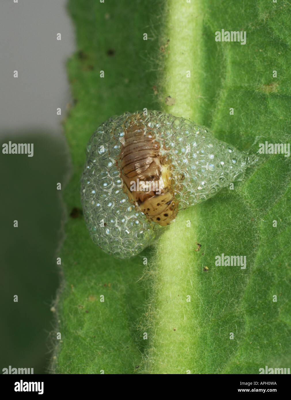 Cuckoo spit philaenus hi-res stock photography and images - Alamy
