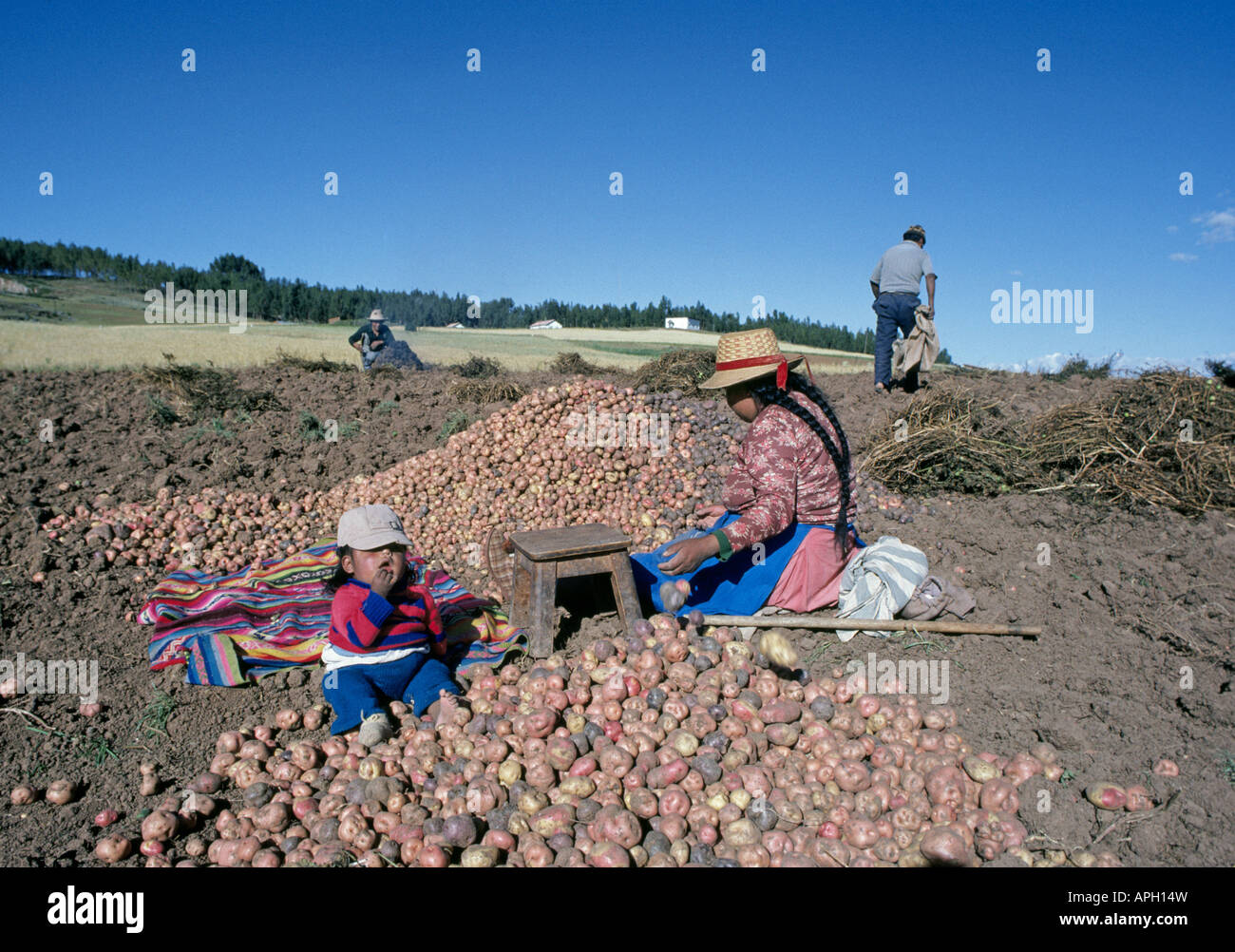 A family of Qetchua Indians descendants of the Inca dig potatoes on a small farm high in the ...