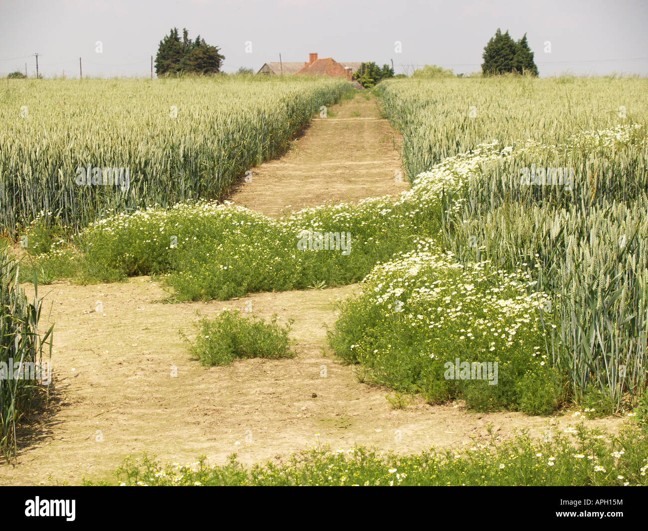 young grain crops with path patterns landscape Stock Photo - Alamy