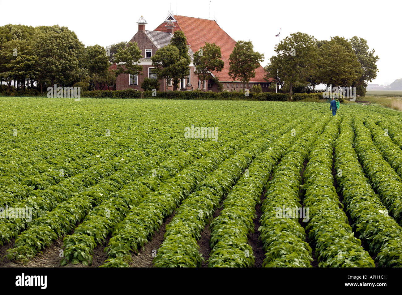 farmhouse and field with vegetables Stock Photo - Alamy