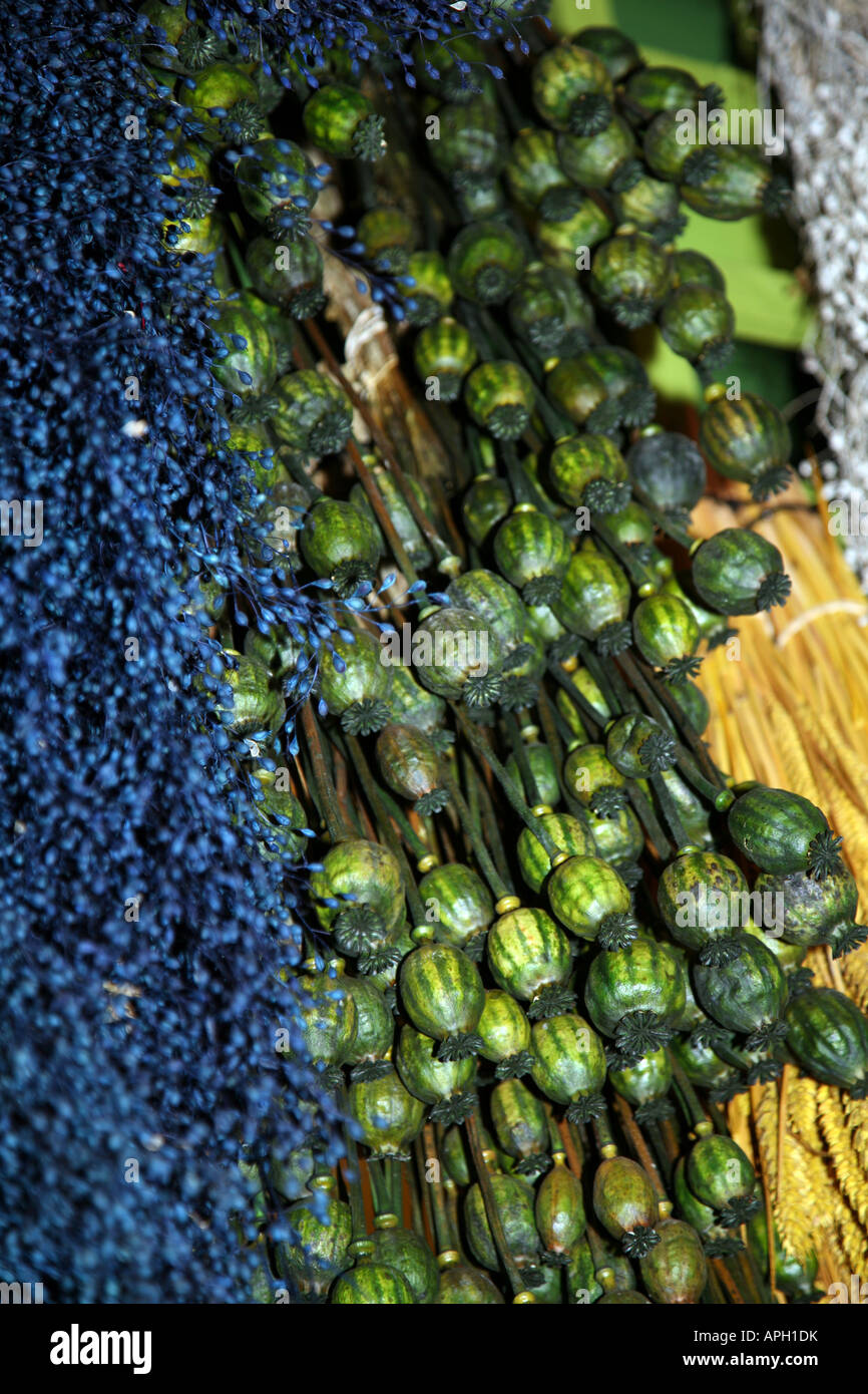 Blue seed pods hi-res stock photography and images - Alamy