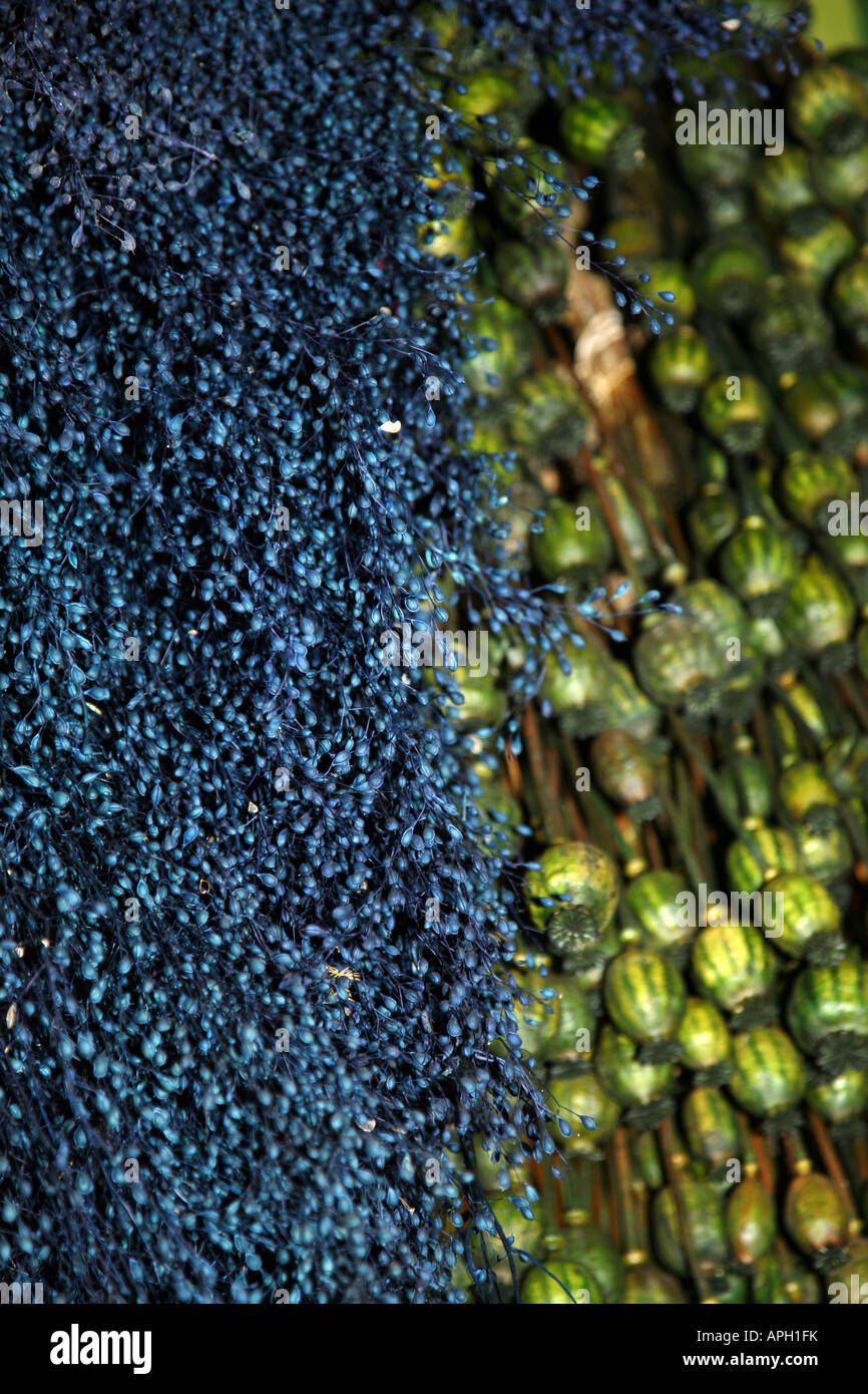 Green seed pods hi-res stock photography and images - Alamy