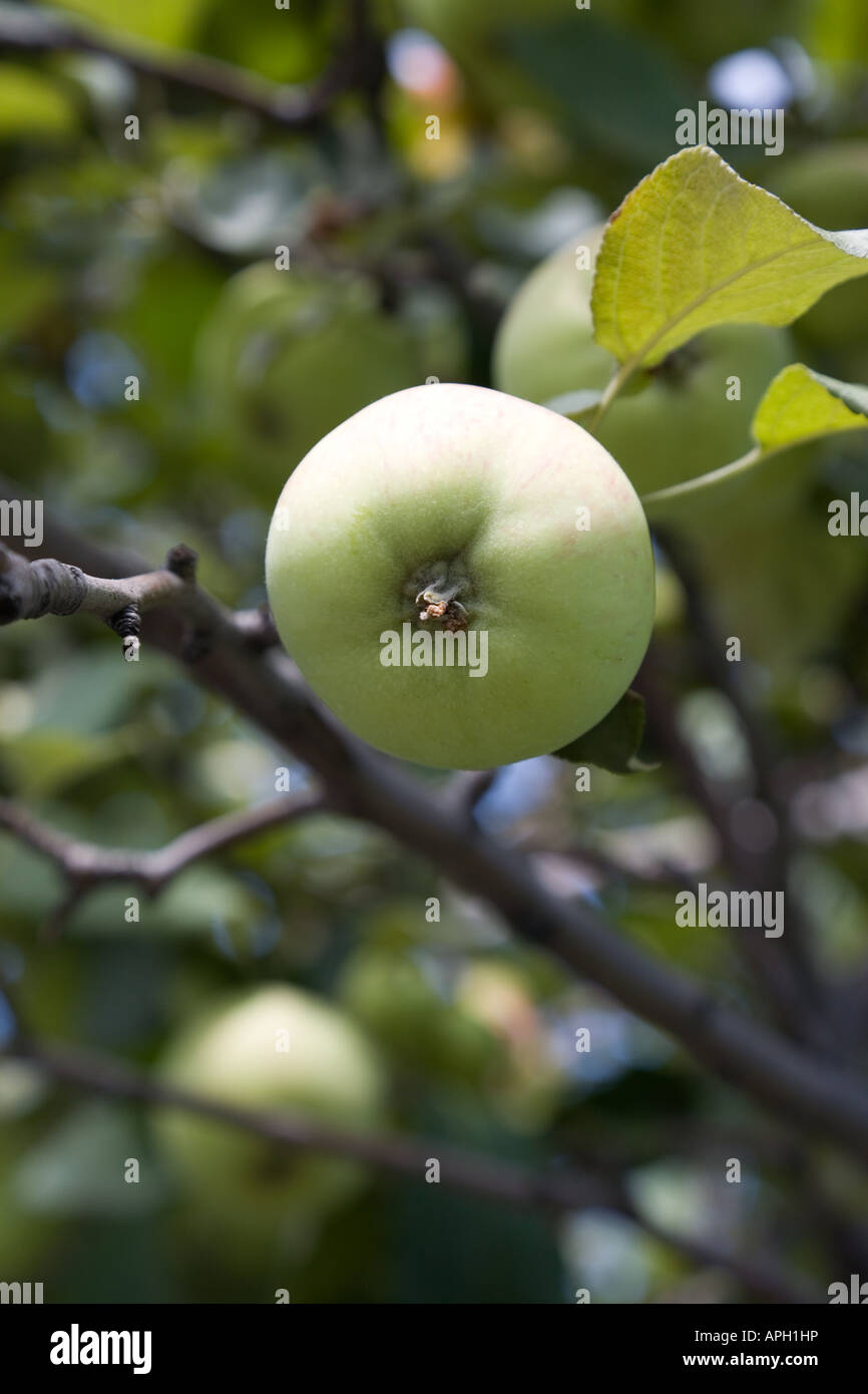 Apple in the branch of the tree Stock Photo - Alamy