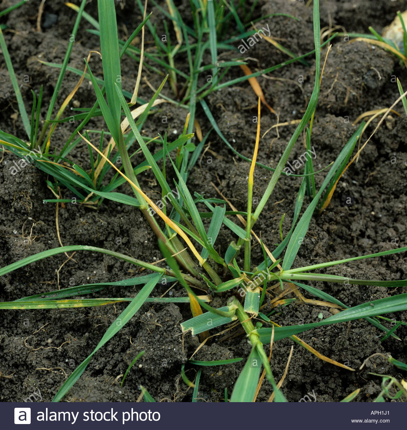 Frit Stock Photos & Frit Stock Images - Alamy
