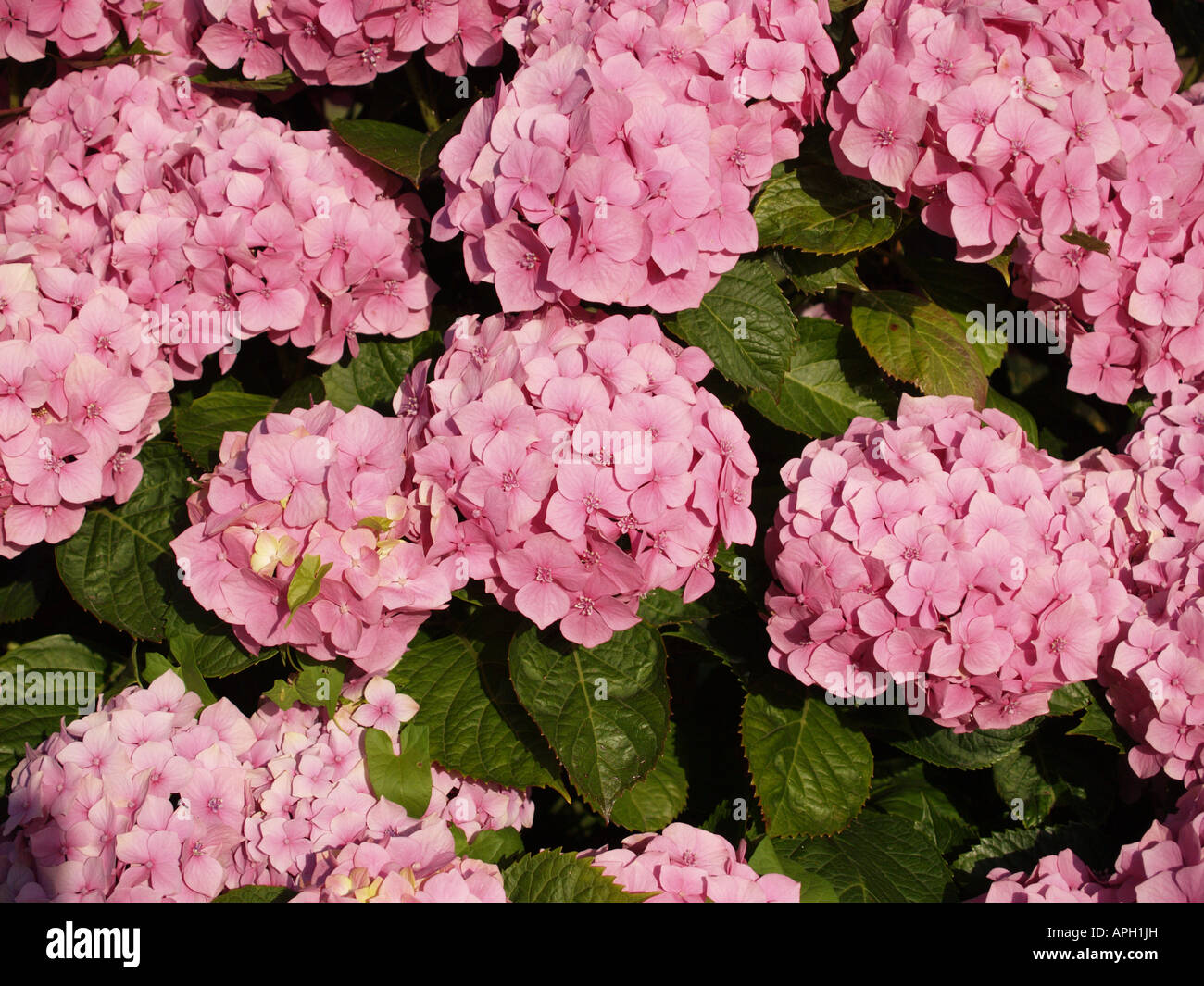 blooming pink flowers on bush FLORA VEGETATION Stock Photo - Alamy