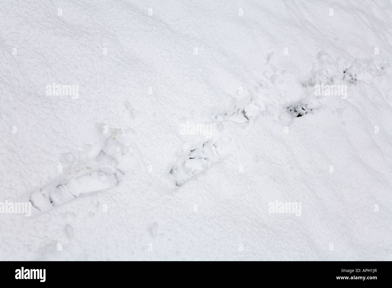 A line of deep footprints in fresh snow Stock Photo - Alamy