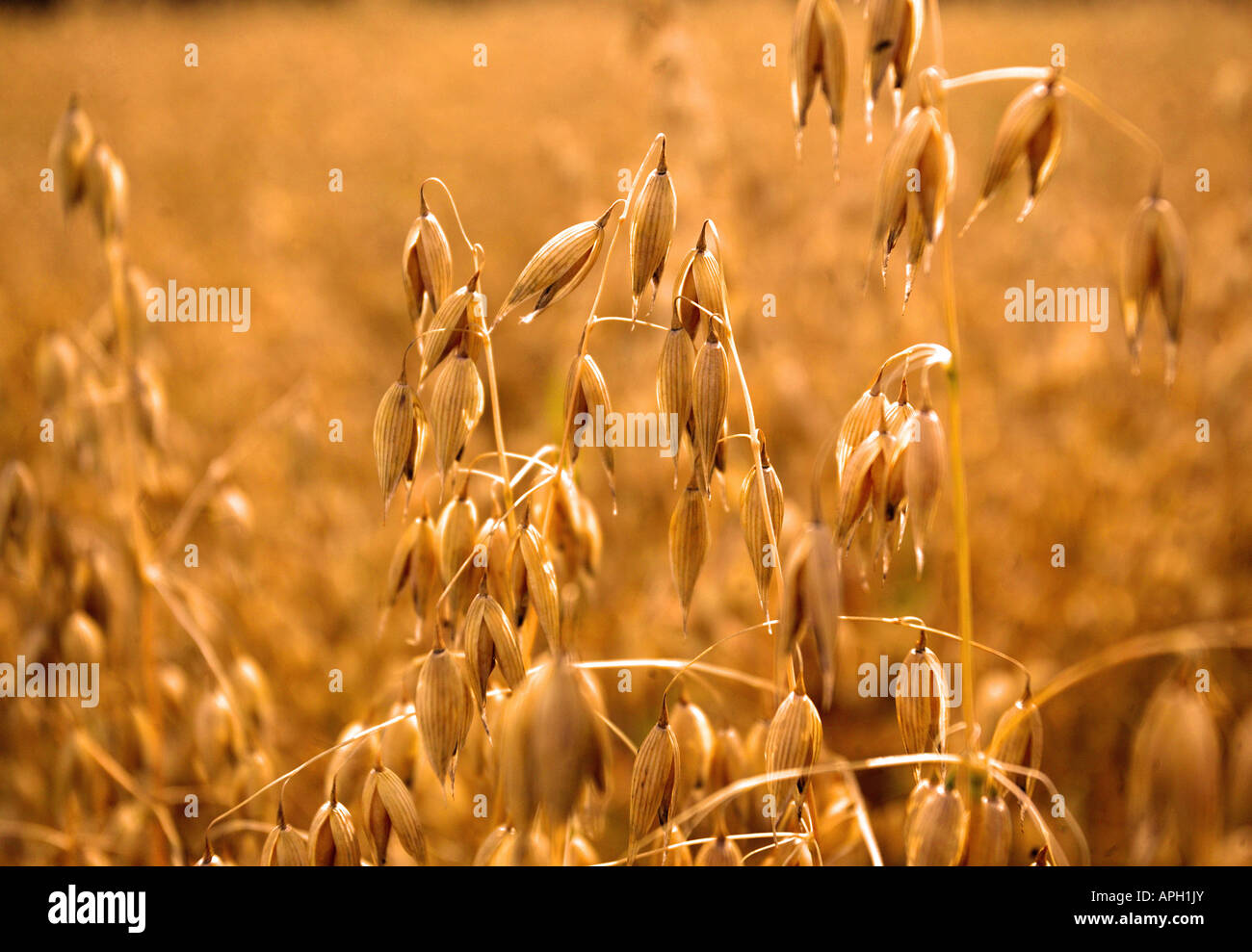 golden oat plants Stock Photo - Alamy