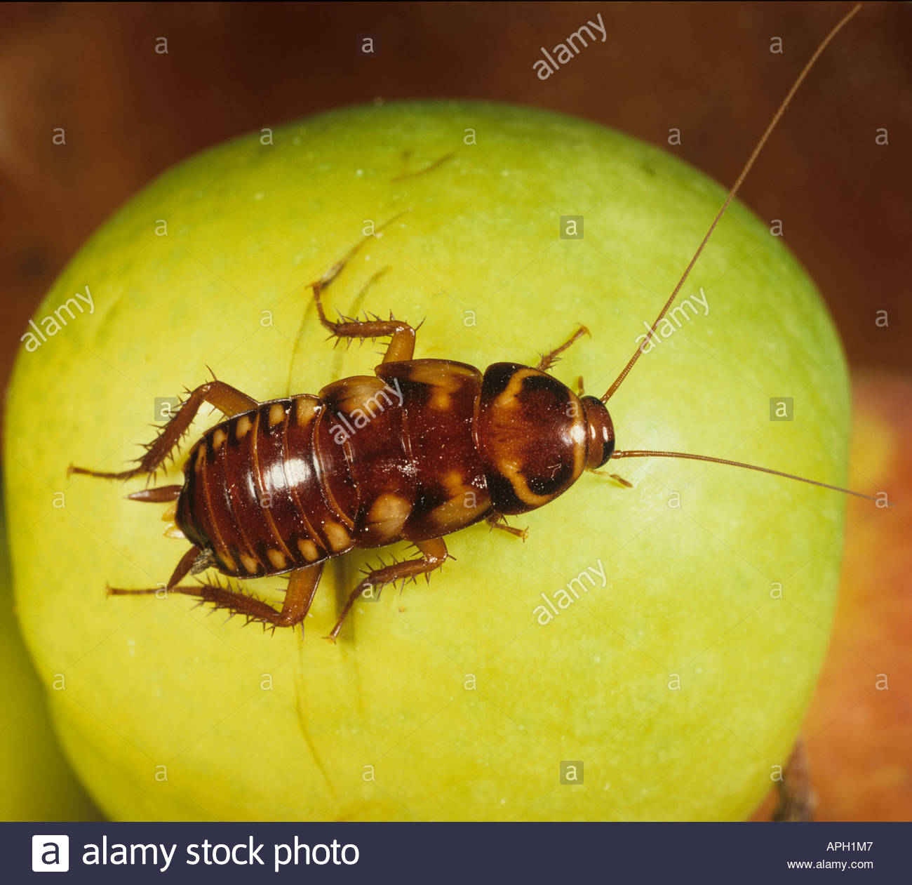 Australian Cockroach Stock Photos & Australian Cockroach Stock Images ...