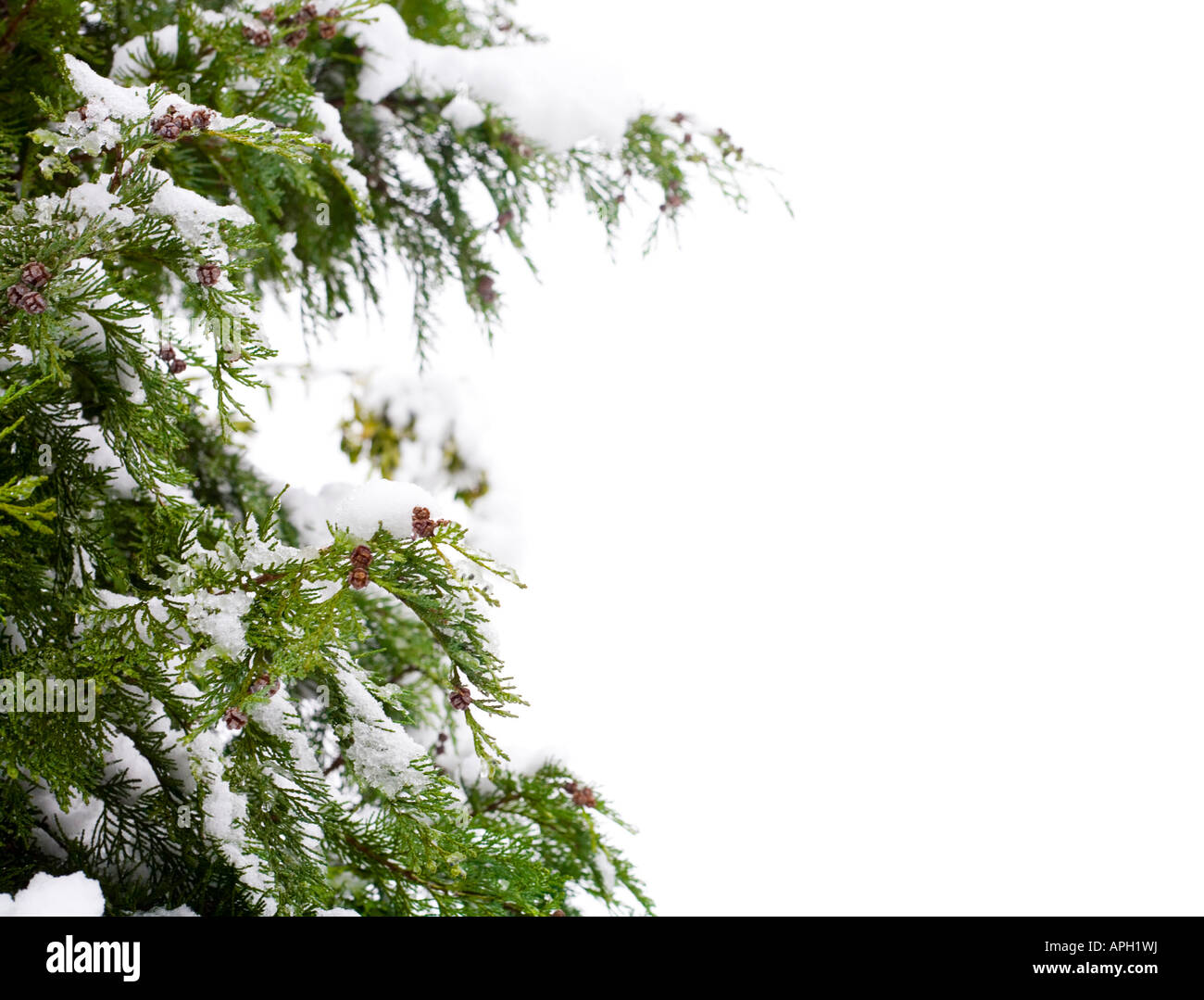 Conifer and snow, isolated against a white background with copy space ...