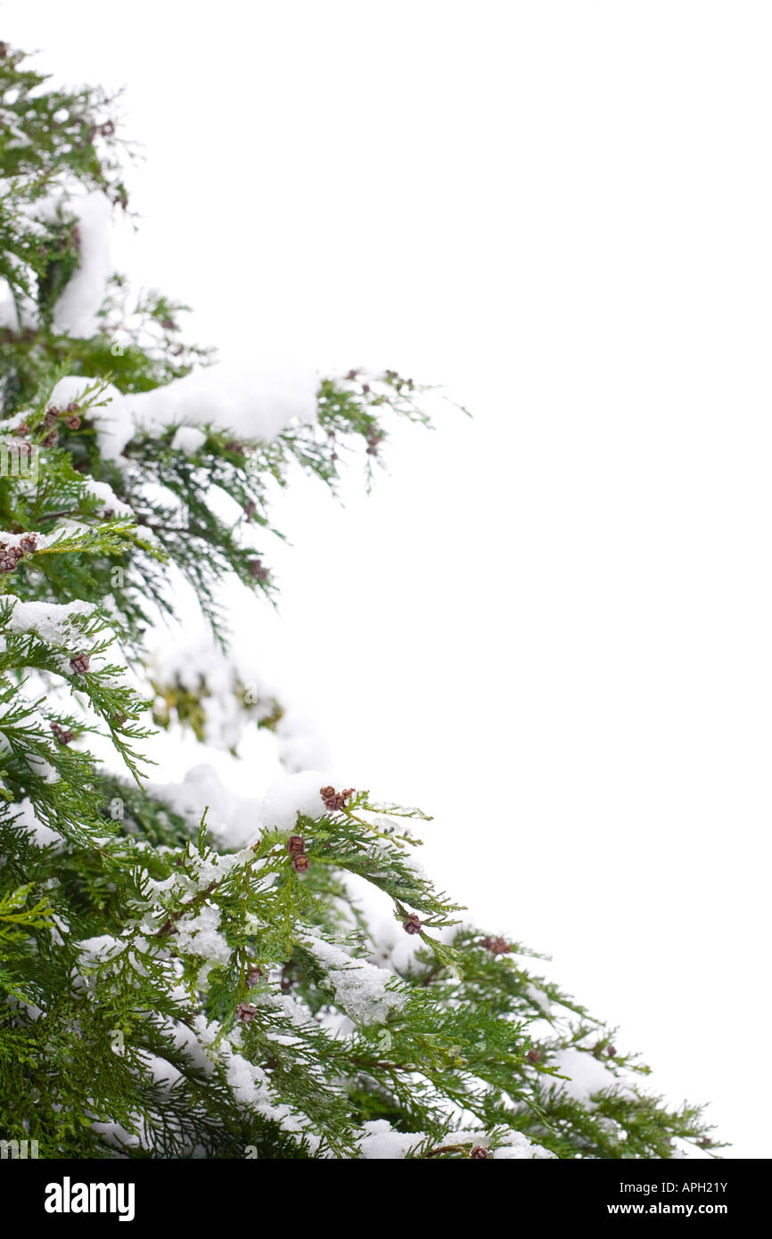 Snow-covered christmas tree border, isolated against a white background ...