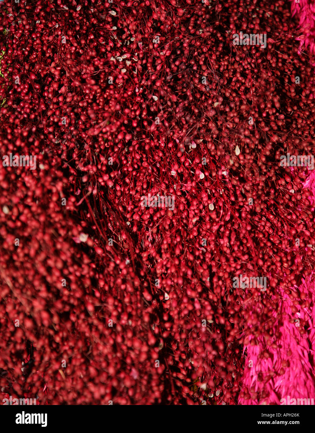 Red seed pods hi-res stock photography and images - Alamy