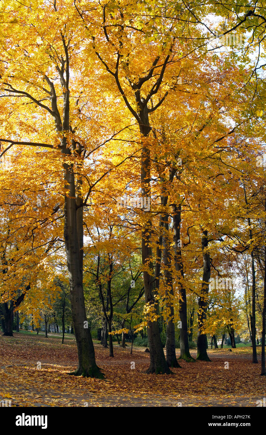 Golden tree foliage in autumn city park Stock Photo - Alamy