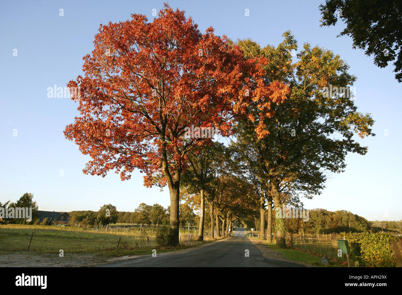 Country road with tree avenue hi-res stock photography and images - Alamy