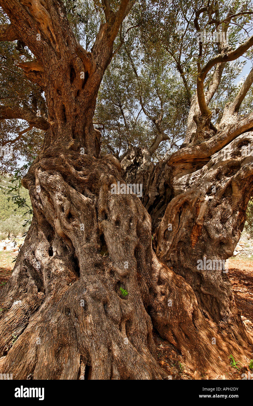 Israel Upper Galilee Olive tree in Ein el Assad Stock Photo - Alamy