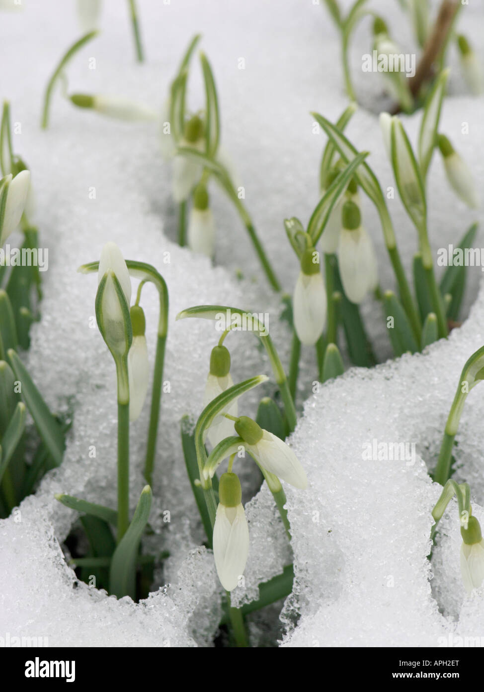 Common snowdrop (Galanthus nivalis Stock Photo - Alamy