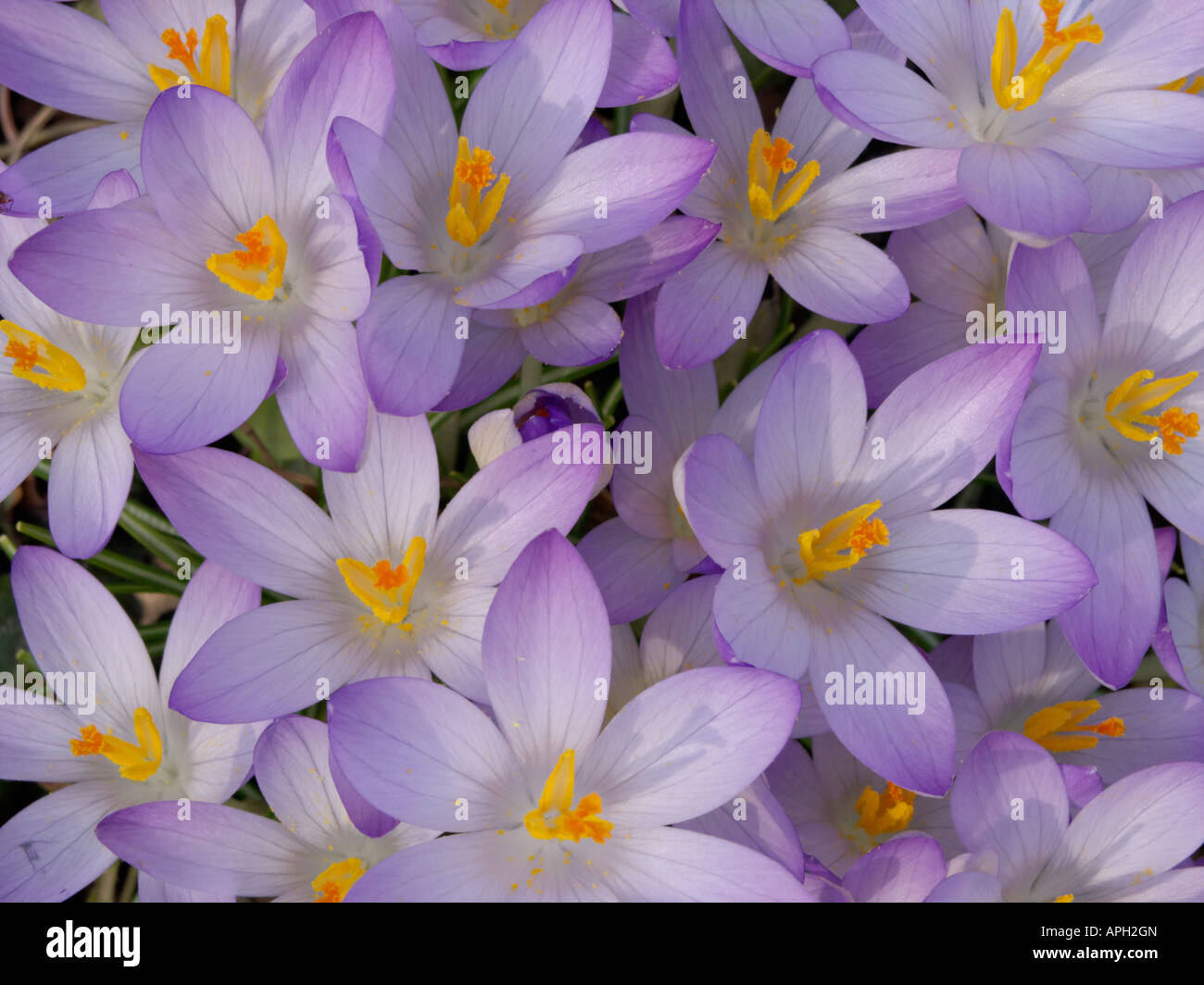 Early crocus (Crocus tommasinianus Stock Photo - Alamy
