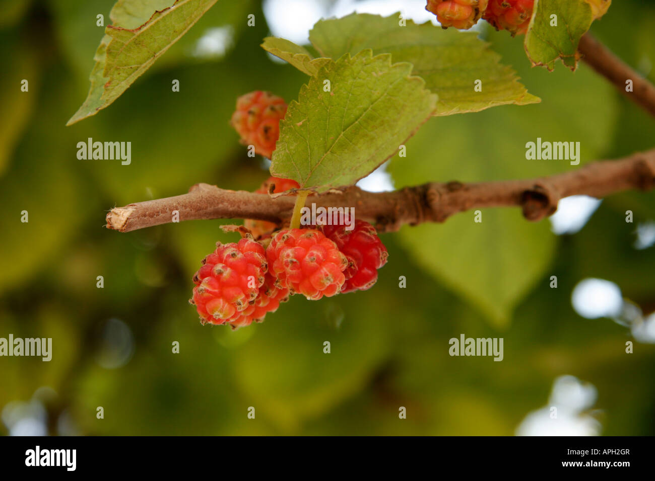 Israel the Upper Galilee Black Mulberry tree Morus nigra on Mount Meron ...