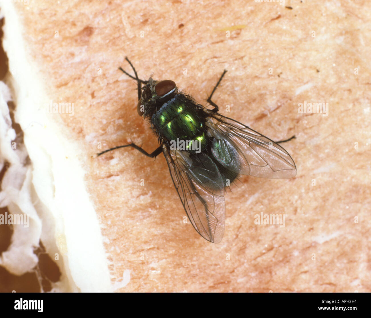 Green bottle fly uk hi-res stock photography and images - Alamy