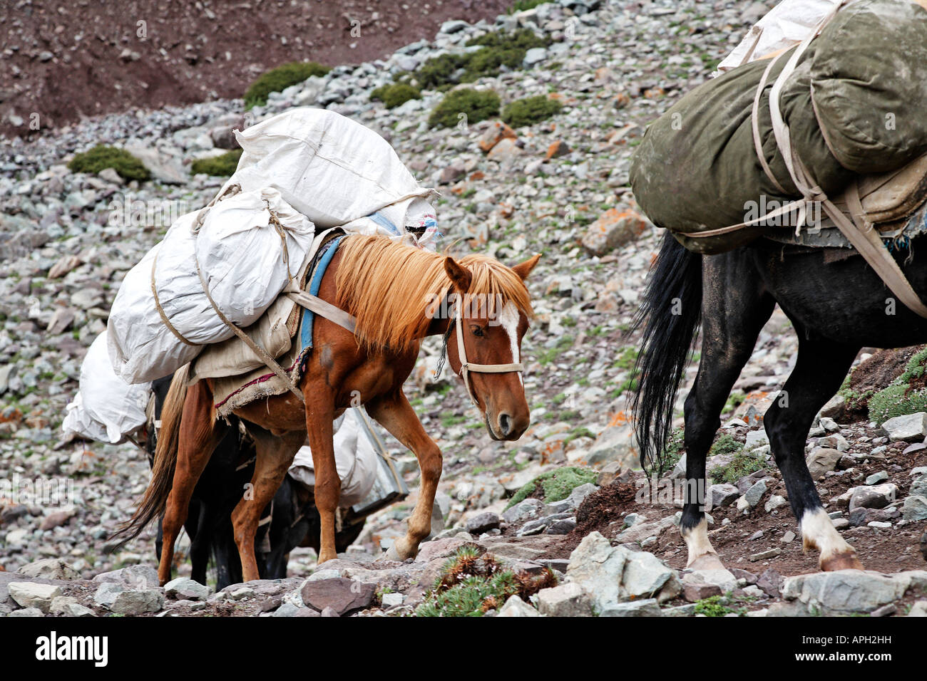 Pack horses carrying loads in Ladakh India Stock Photo - Alamy