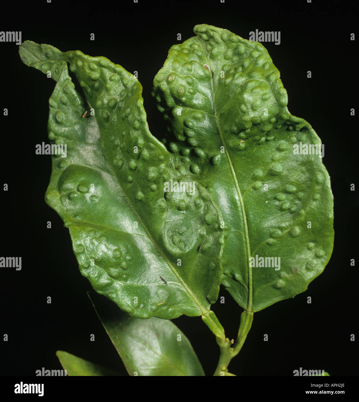 Citrus psyllid Trioza erytreae blister damage to an orange leaf Stock ...