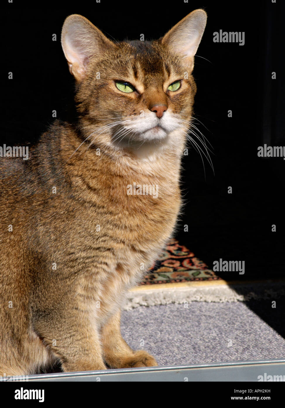 Abyssinian cats hi-res stock photography and images - Alamy