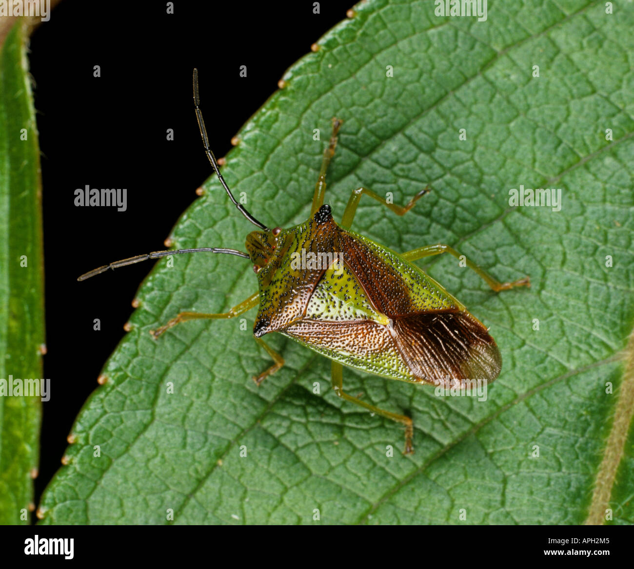 A hawthorn shieldbug (Acanthosoma haemorrhoidale) adult Stock Photo - Alamy