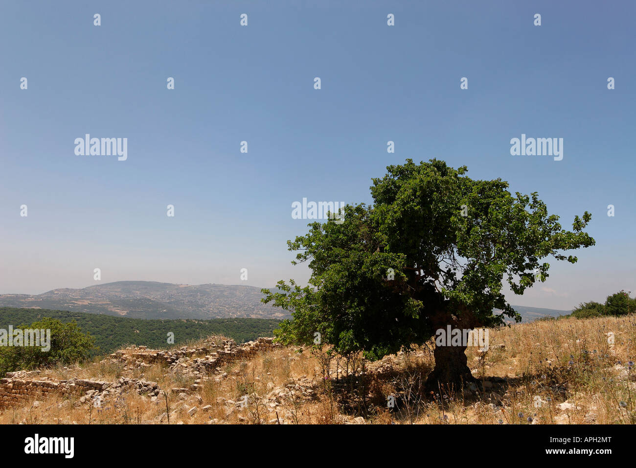 Black mulberry tree hi-res stock photography and images - Alamy
