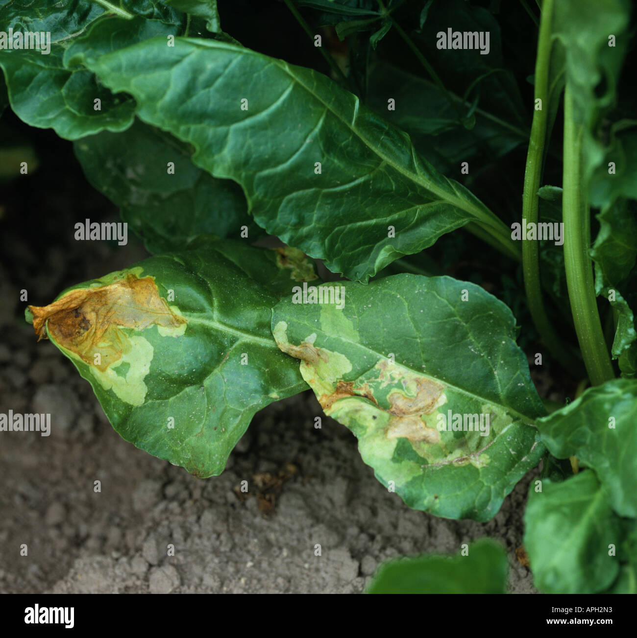 Leafminer Pegomya hyoscyami damage to sugar beet Germany Stock Photo ...
