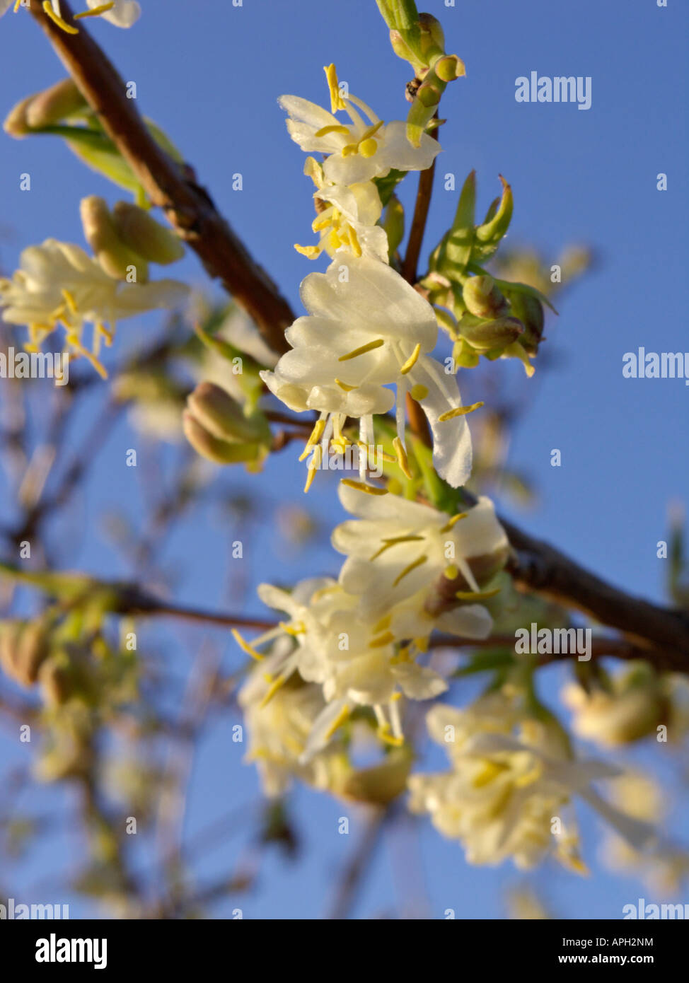 Lonicera purpusii flowering hi-res stock photography and images - Alamy