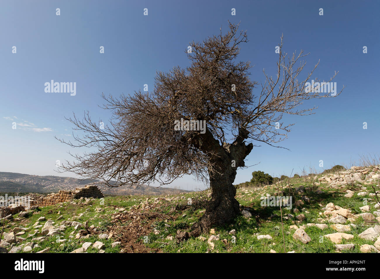 Israel the Upper Galilee Black Mulberry tree Morus nigra on Mount Meron ...