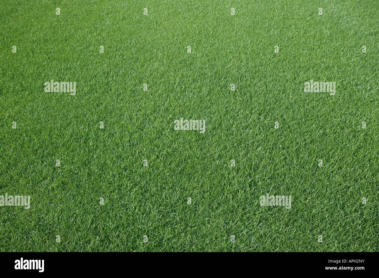 green grass nature field lawn text free garden macro peaceful bright ...