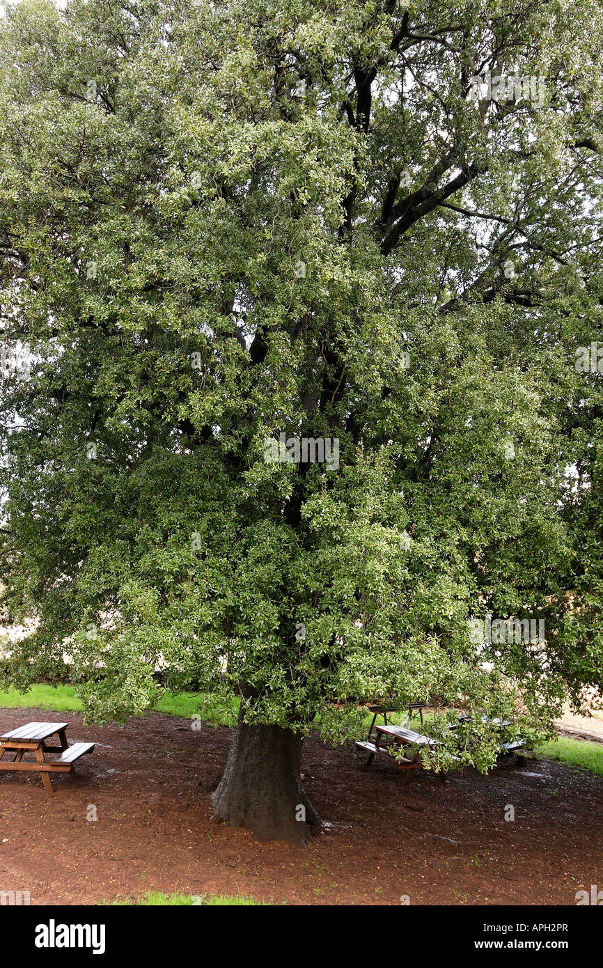 The Golan Heights Kermes oak Quercus calliprinos in Nabi Hazuri Stock ...