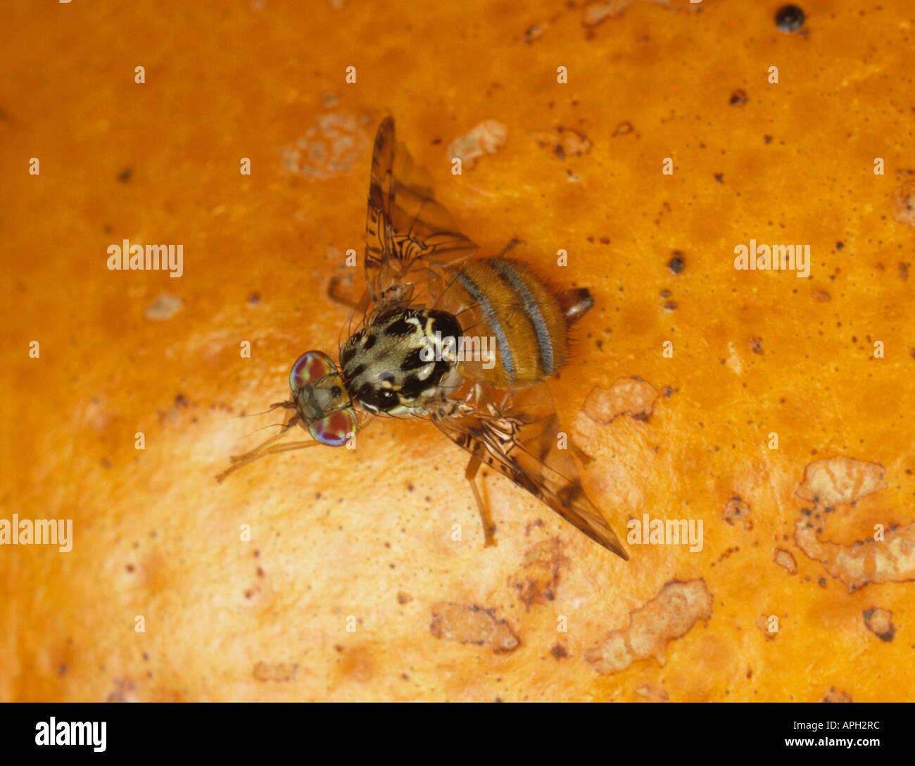 Ceratitis capitata hi-res stock photography and images - Alamy