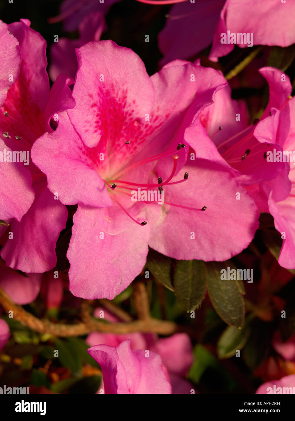 Shrubs pink rhododendron shrub hi-res stock photography and images - Alamy