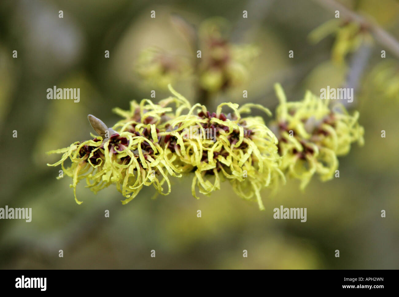 Witch Hazel Hamamelis intermedia Hamamelidaceae Stock Photo - Alamy