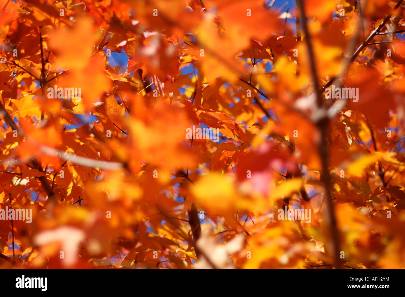 maple tree with beautiful fall colors in the morning light Stock Photo ...
