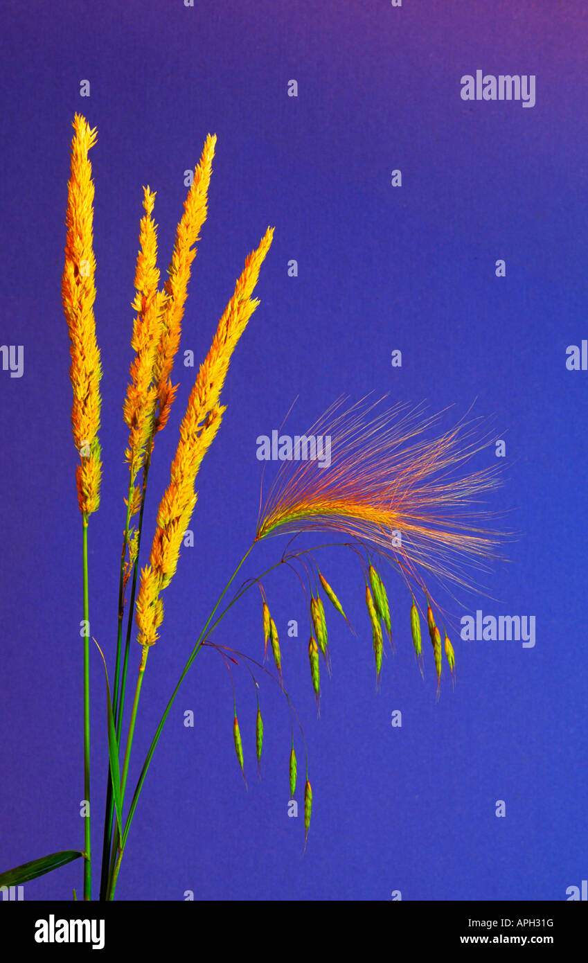 Rye brome hi-res stock photography and images - Alamy