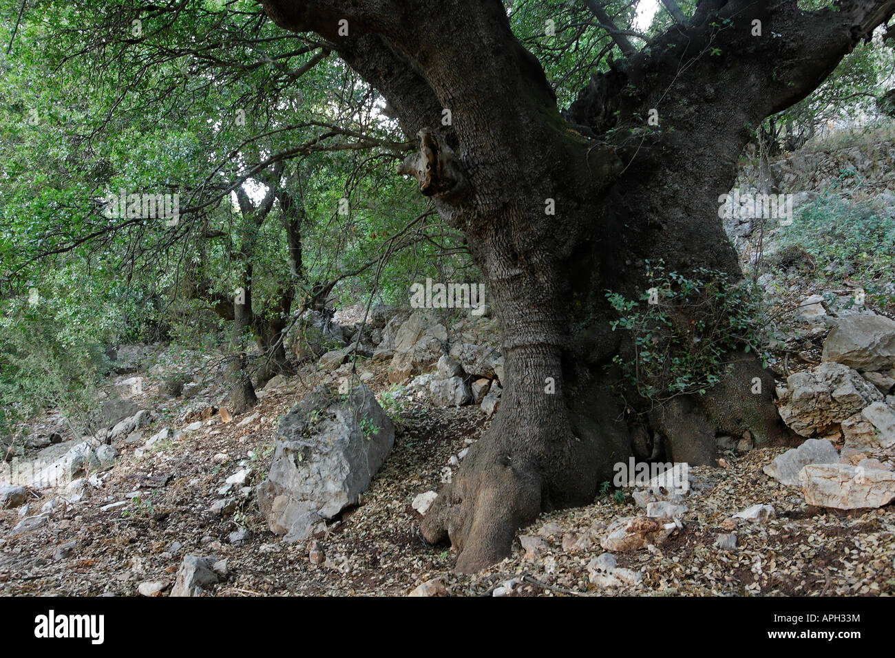 The Golan Heights Kermes Oak Quercus calliprinos on Mount Betarim the ...