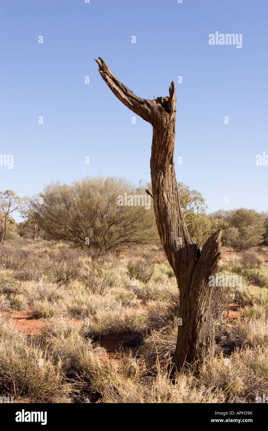 Decaying tree in the Australian outback Stock Photo - Alamy