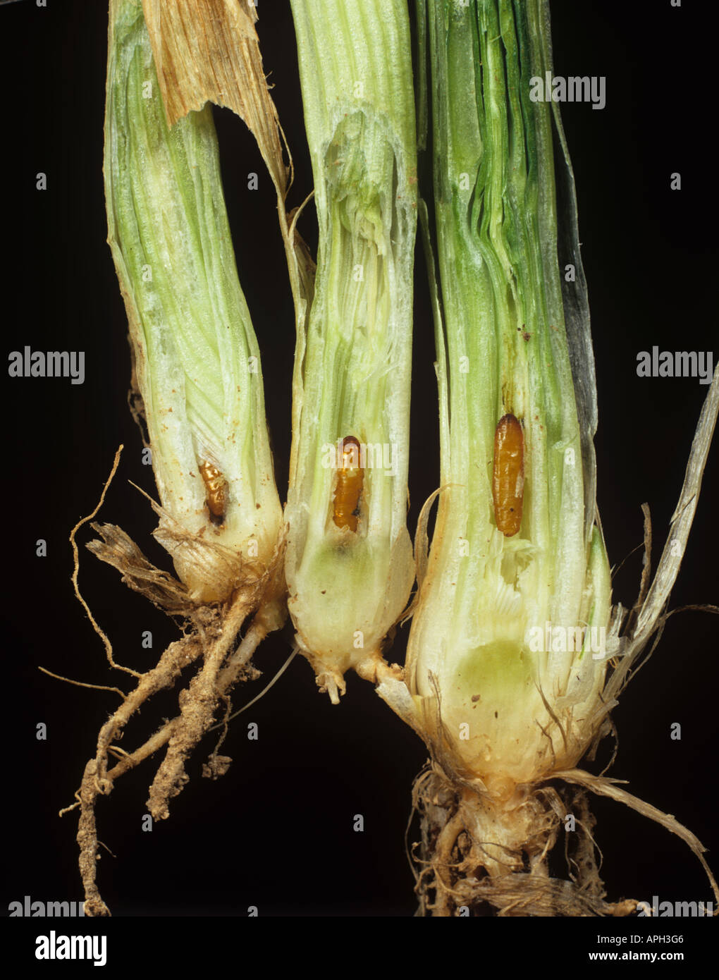 Gout fly Chlorops pumilionis pupae in a damaged wheat stem base Stock ...