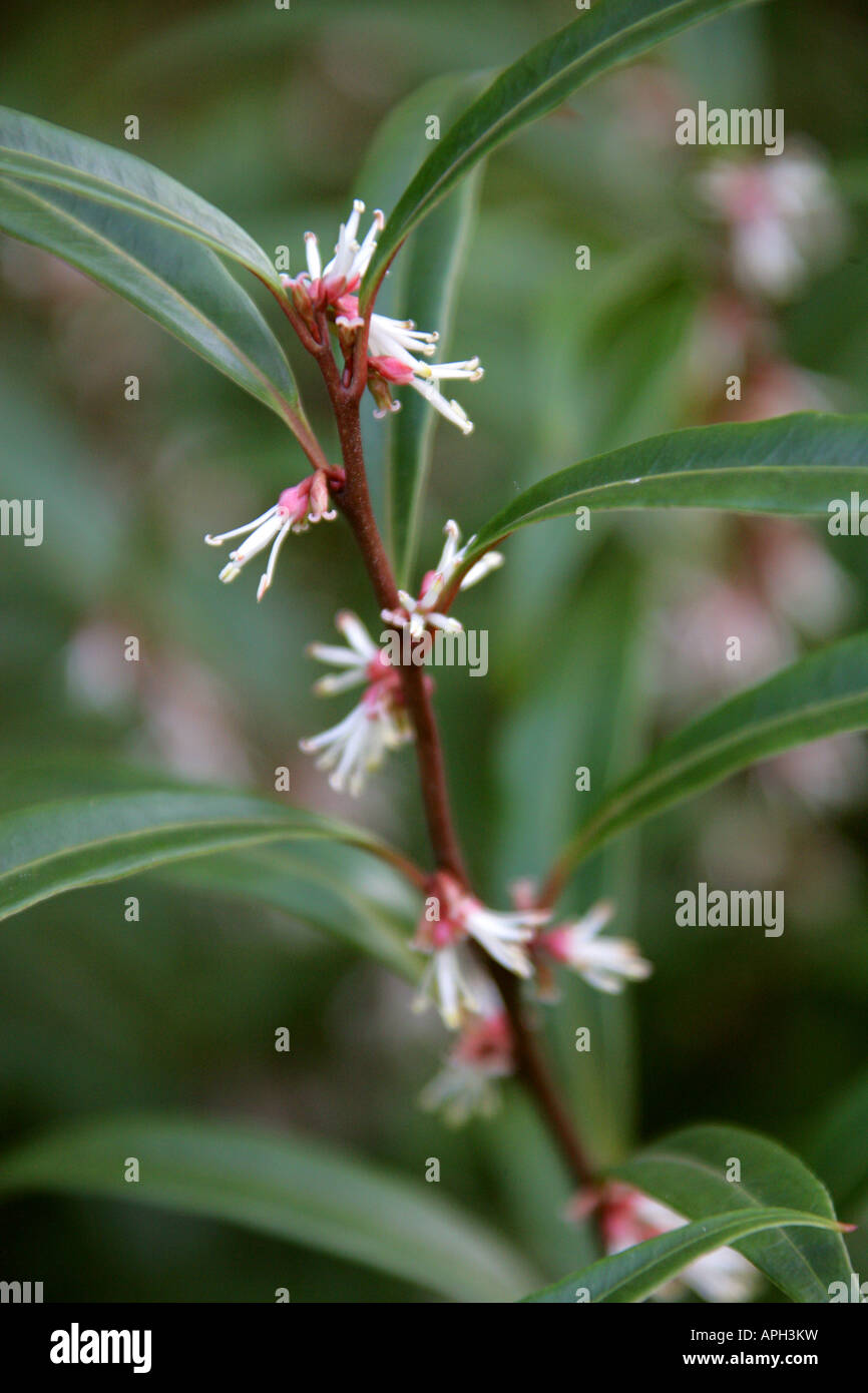 Sarcococca Hookeriana Var Digyna High Resolution Stock Photography and ...