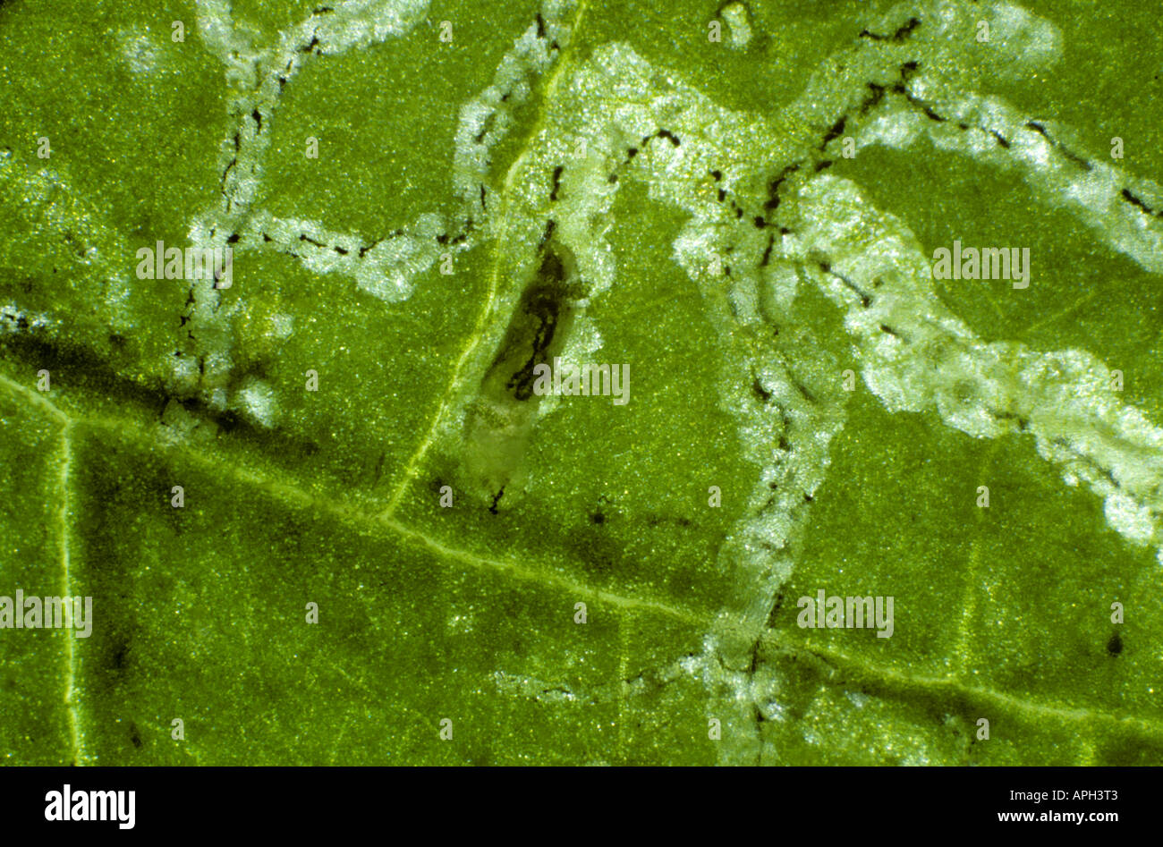 Serpentine leaf mines hi-res stock photography and images - Alamy